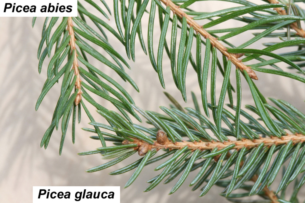 White Spruce Needles